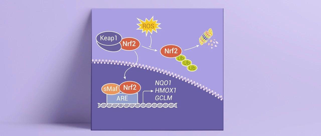 MCE | Nrf2 的重要作用 - 知乎