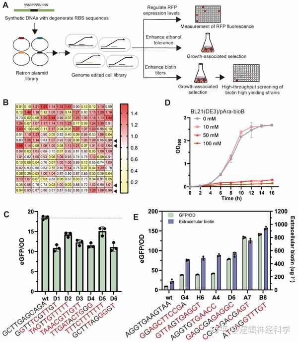 NAR︱浙江大学徐志南/连佳长团队开发Retron介导的多重基因组编辑和进化系统 - 知乎