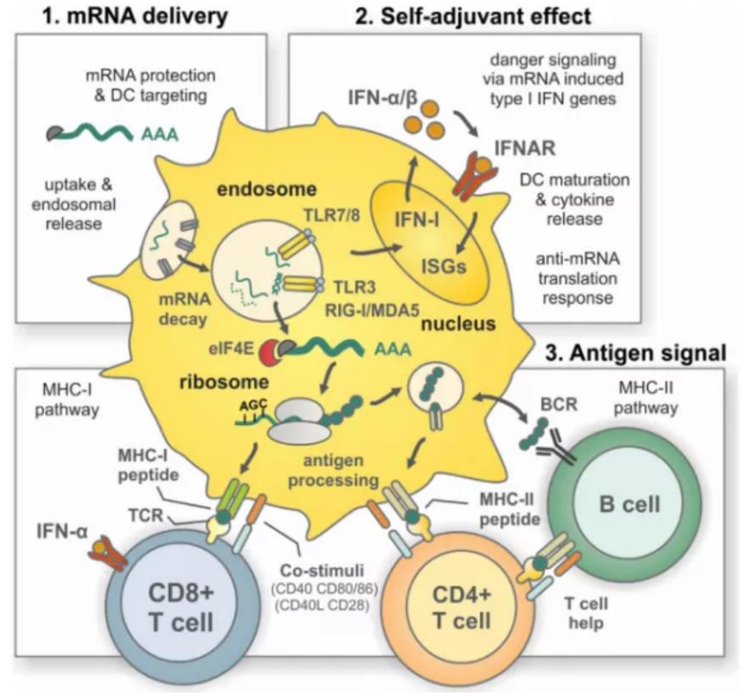 mRNA药物专栏丨mRNA不止于斯 - 知乎