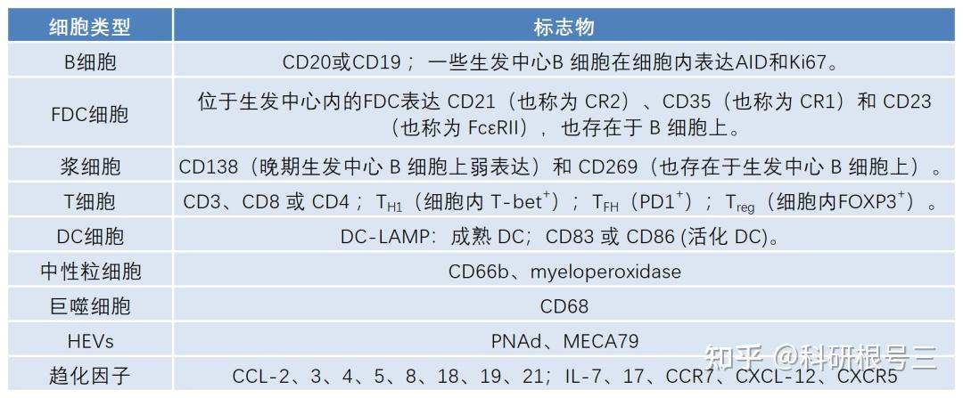 肿瘤免疫前沿：三级淋巴结构（TLSs）结构、标志物、起源、抗肿瘤免疫反应、检测方法 - 知乎