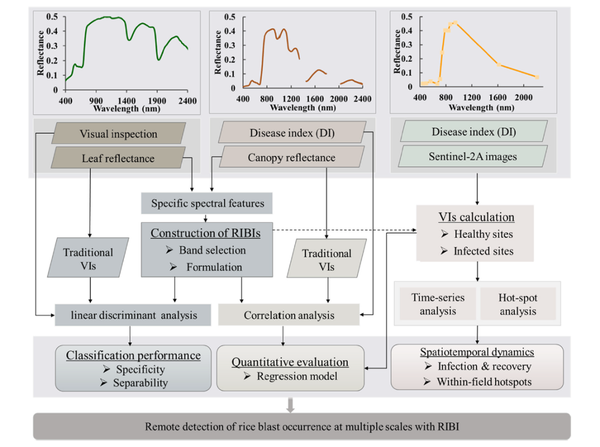 ASD | ASD FieldSpec 4 Hi-Res光谱仪在小农户田块稻瘟病发生时空动态遥感监测方面的应用 - 知乎