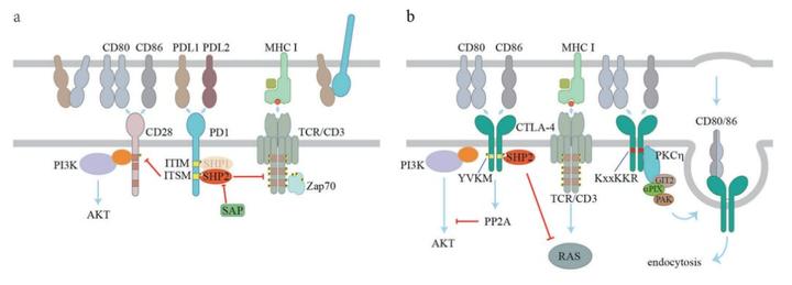 CD80/CD86在免疫治疗中的应用与前景 - 知乎