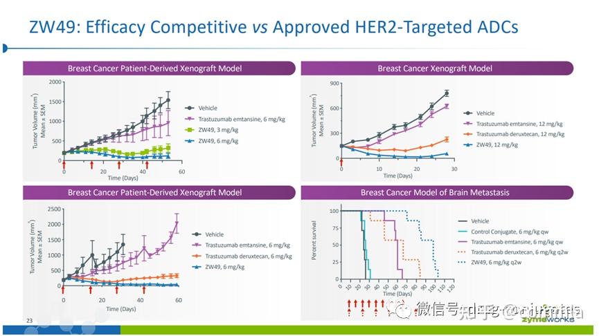 Zymeworks：双抗及双抗ADC技术梳理 - 知乎