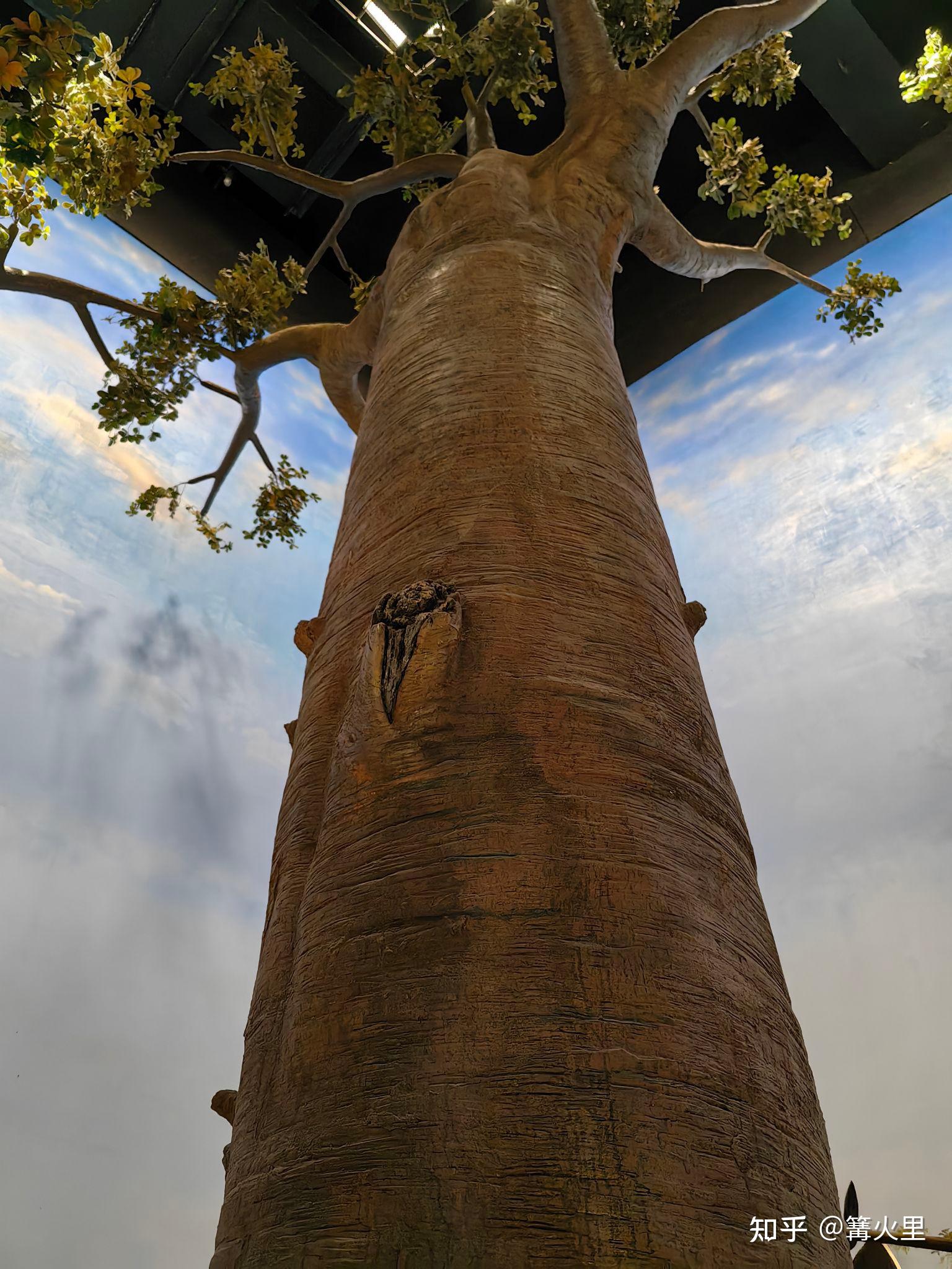 什么是猴面包树 - 知乎