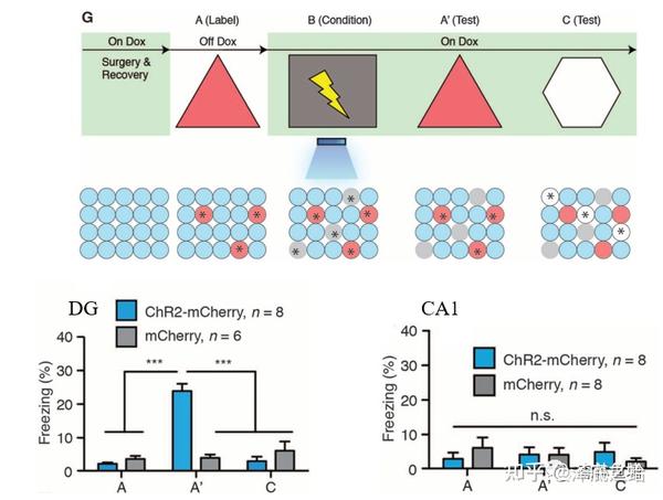 学习和记忆的神经机制简述 - 知乎