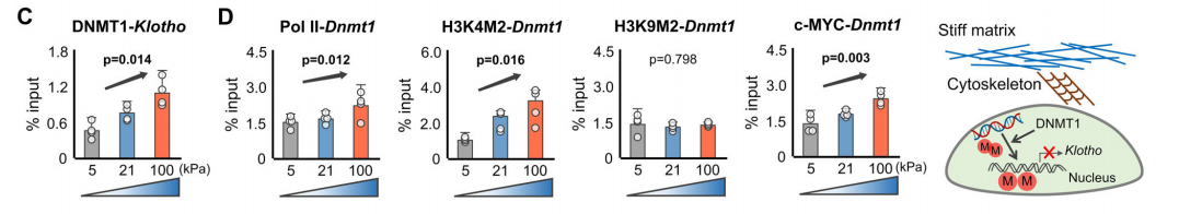 NC（IF17）! 蛋白质组学揭示软骨老化的关键蛋白及相关机制 - 知乎