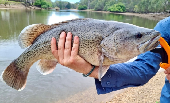 澳大利亚的鱼类增殖放流：科学、历史与未来的交融 - 知乎