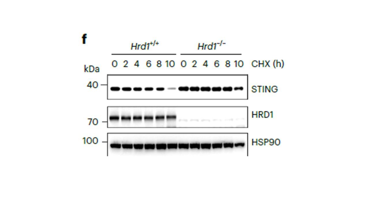 蛋白被E3ligase泛素化可以做哪些实验 - 知乎