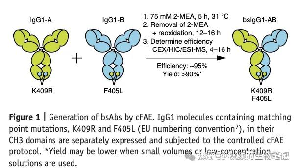 双抗平台| 解析全球领先的Duobody双抗平台 - 知乎