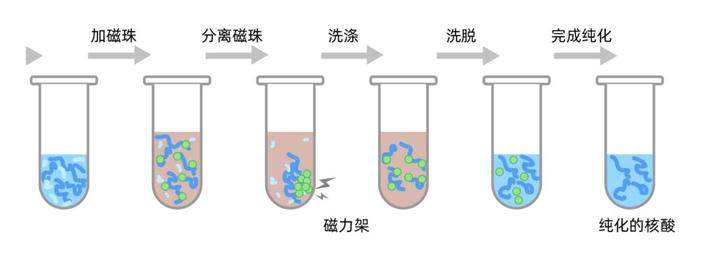 干货 | 5 min快速了解DNA磁珠应用与注意事项 - 知乎