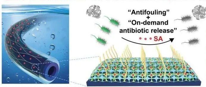 【Adv.Funct.Mater】抑制感染性结痂，对输尿管支架具有脲酶反应性抗菌功能的智能润滑剂涂层 - 知乎