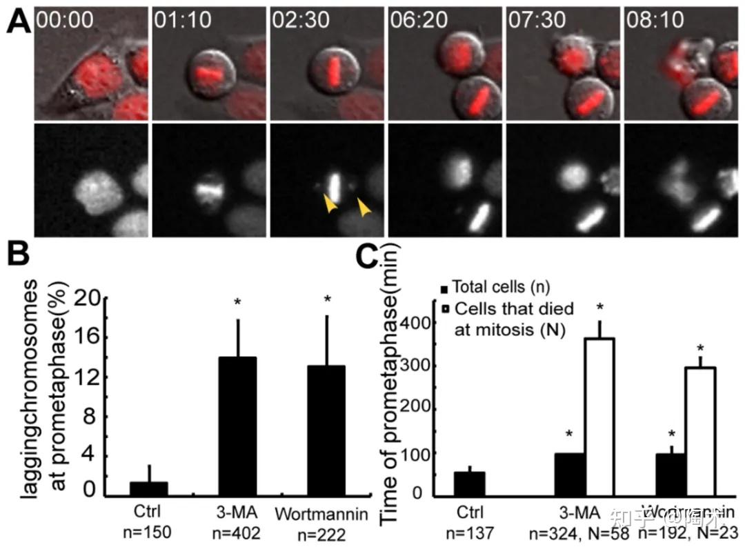 PI3K 抑制剂——3-甲基腺嘌呤 【TargetMol】 - 知乎