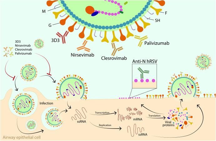 FDA 接受 Clesrovimab 的生物制品许可申请 - 知乎