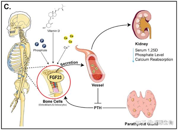 FGF23：家族靶向治疗先行者 - 知乎