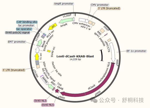 CRISPR SAM：激活内源基因表达的高效便利工具 - 知乎