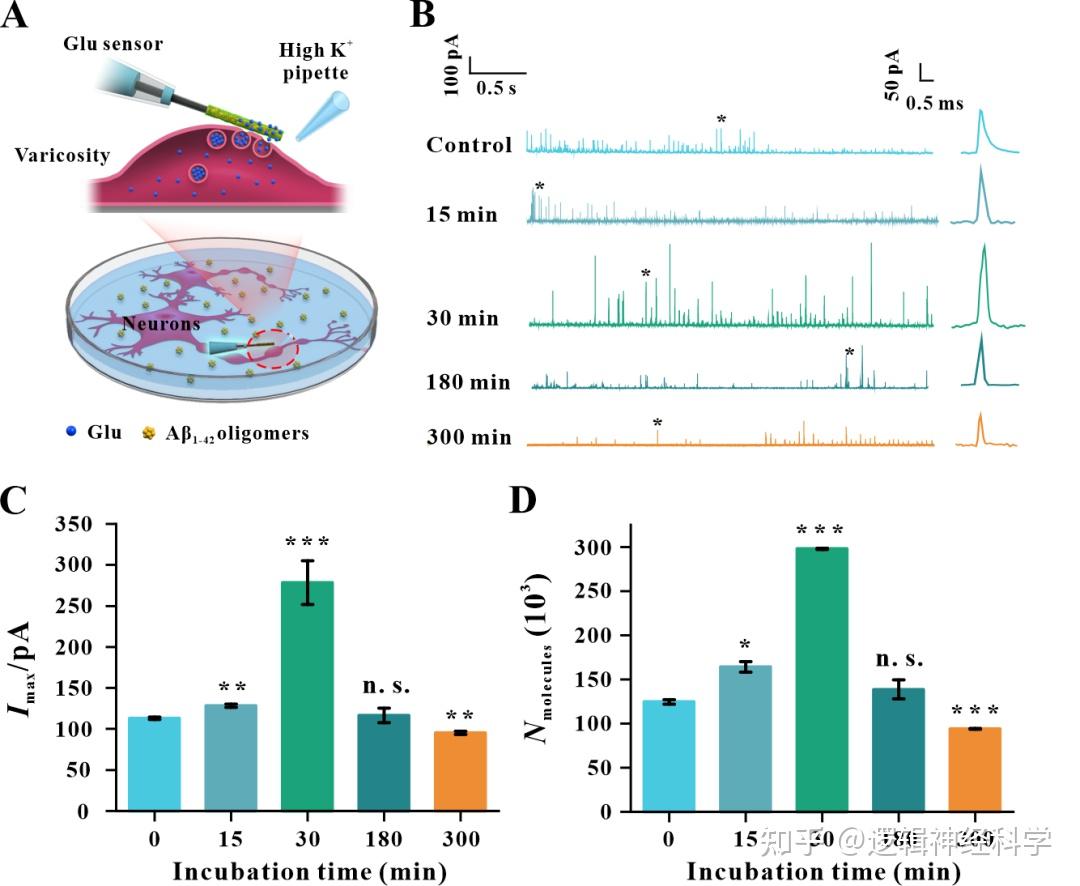 PNAS︱武汉大学黄卫华团队初步揭示可溶性Aβ42寡聚体对神经元囊泡谷氨酸储存和释放的影响机制 - 知乎