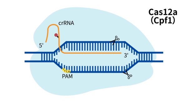 基因编辑-CRISPR/CAS系统最流行的三大系列：9、12a、13a - 知乎