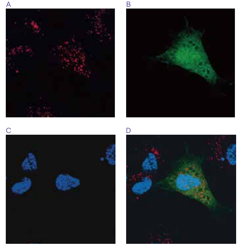 Nucleofector 4D转染系统—满足您的需求_化工仪器网