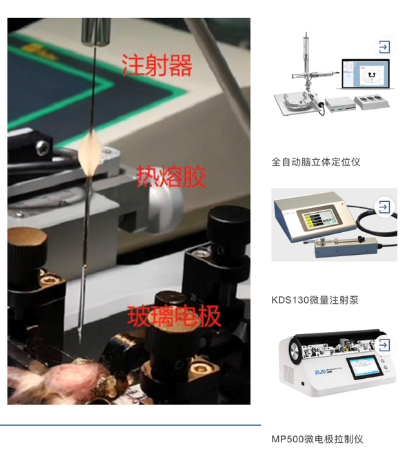 深度干货｜ 详解病毒示踪技术及其注射方法 - 知乎