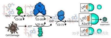 CD38靶点简介：具有免疫抑制作用的特异性蛋白 - 知乎