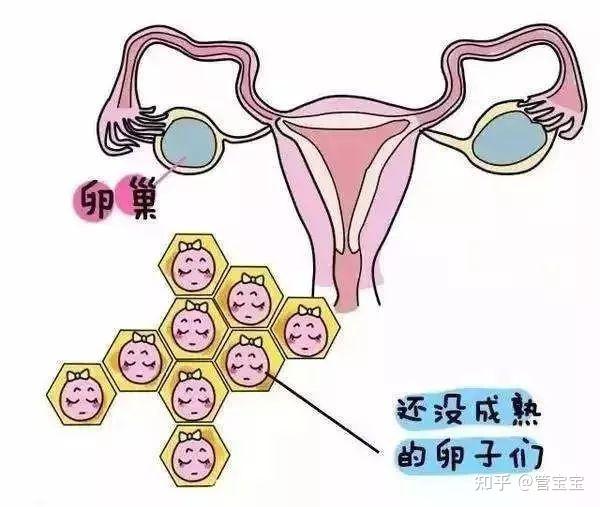什么是卵泡发育不良？ 知乎