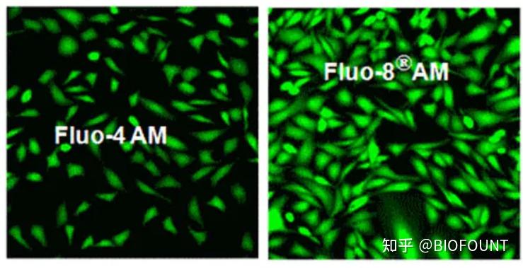 Fluo-8, AM钙离子荧光探针 - 知乎