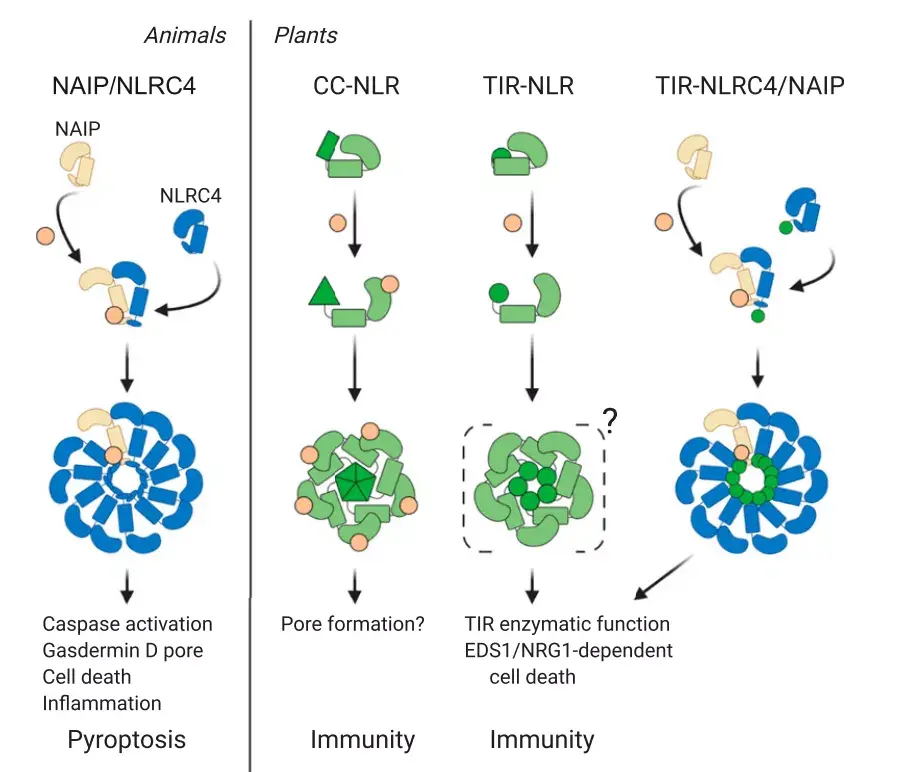 PNAS | 在植物中重构哺乳动物炎症小体，揭示植物TIR-NLR的作用机制 - 知乎