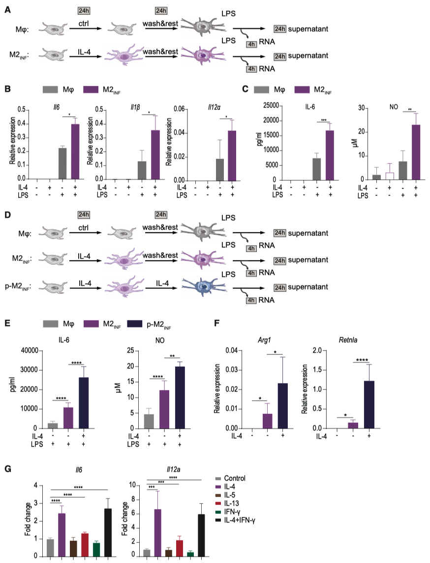 Cell Reports丨糖酵解/HIF-1α 轴定义了 IL-4 训练的巨噬细胞的炎症反应 - 知乎