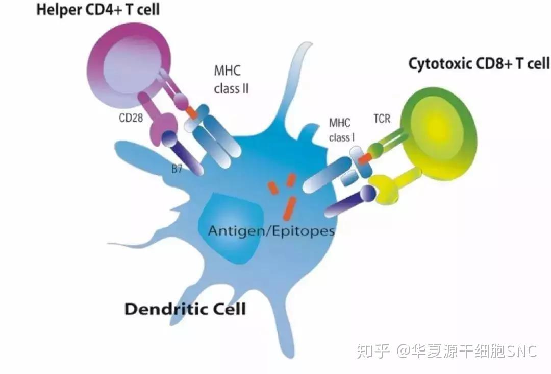 《Nature》：被忽视的CD4+T竟是隐藏的高手？ - 知乎