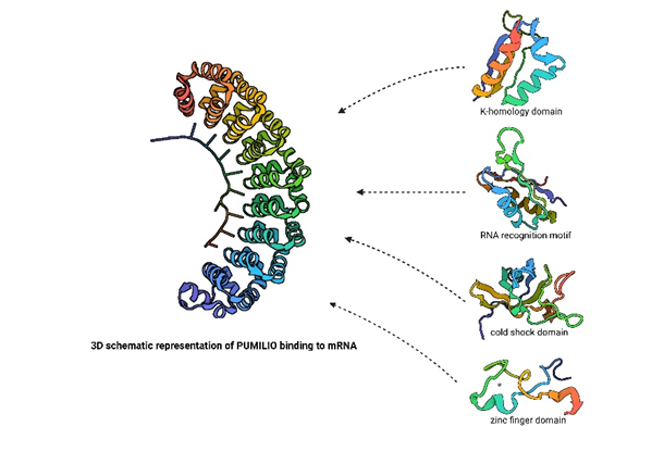 Aging Res Rev 综述︱退行性关节疾病发病机制的新见解：RNA结合蛋白在椎间盘退变和骨性关节炎中的作用 - 知乎