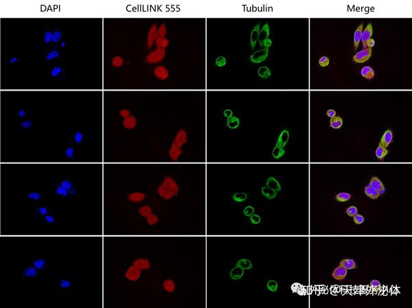 如何正确的进行免疫荧光——CellLINK - 知乎