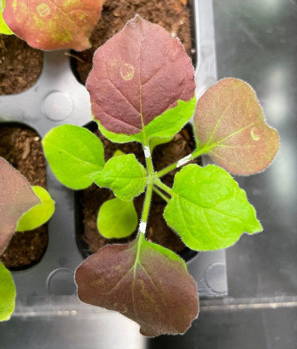 RUBY报告系统 | 一种新的可直接通过肉眼观察植物组织累积红色甜菜碱的报告系统 - 知乎