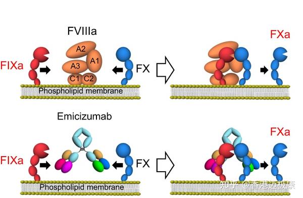 罗氏Hemlibra(Emicizumab)延长血友病A在欧盟的上市许可 - 知乎