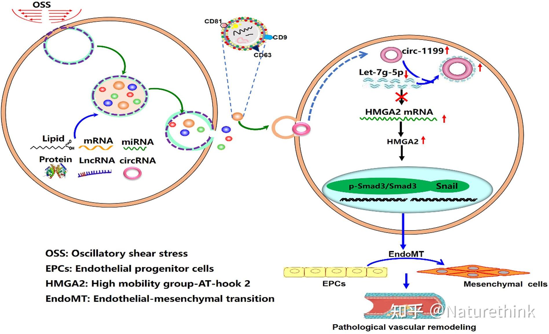 振荡剪切应力诱导的EPCs外泌体circ_1199在EPCs间质转化及病理性血管重构中的作用及机制 - 知乎