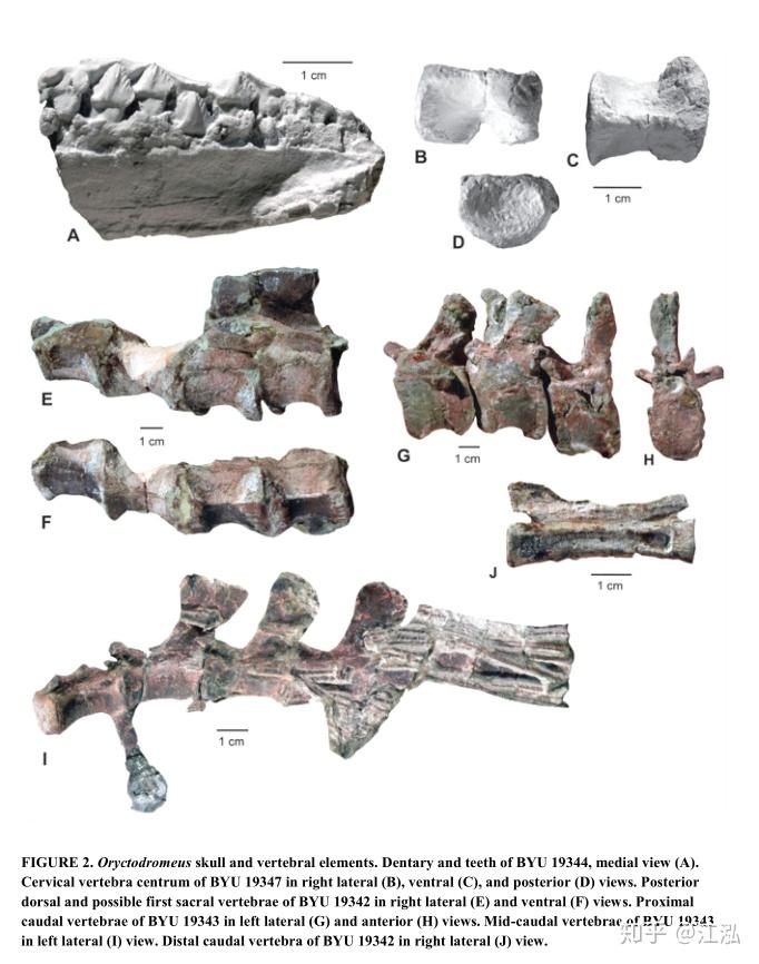 1亿年前的恐龙竟然生活在地下 - 知乎