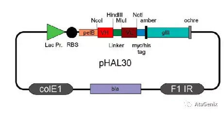 技术分享第十八期 | Get it，你为什么要选择噬菌粒？ - 知乎