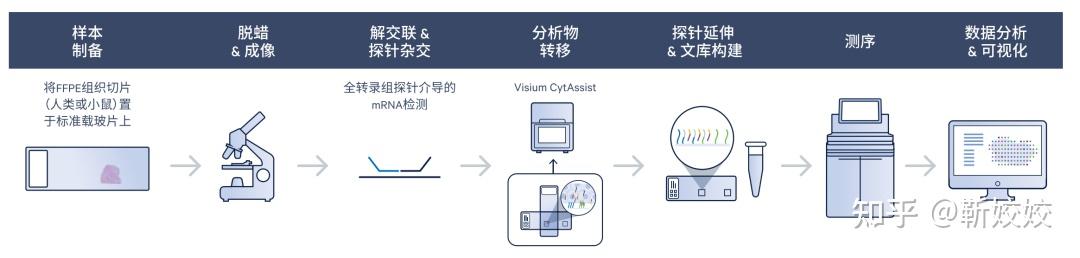Visium CytAssist，新鲜冰冻/甲醛固定/石蜡包埋样本的空间转录组都可以做啦！ - 知乎