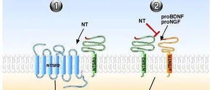 新靶点：一文读懂SORT1/Sortilin全球在研及临床进展汇总 - 知乎