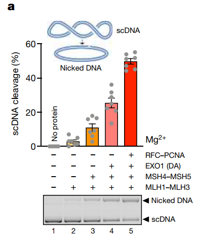 Nature | 减数分裂过程中核酸内切酶的活性调节 - 知乎