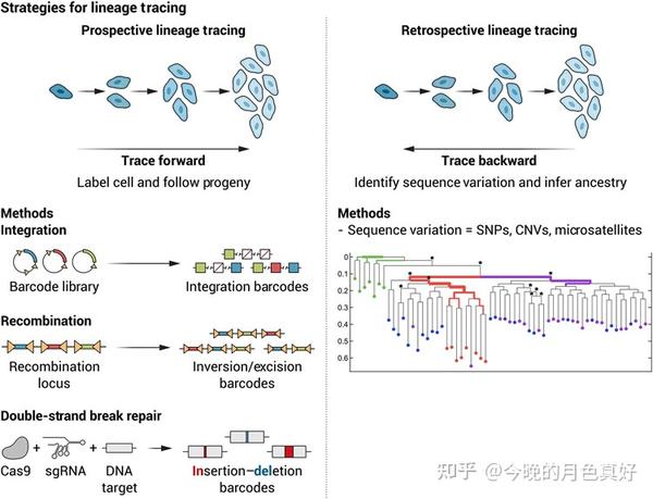 Cellular barcoding to decipher clonal dynamics in disease - 知乎