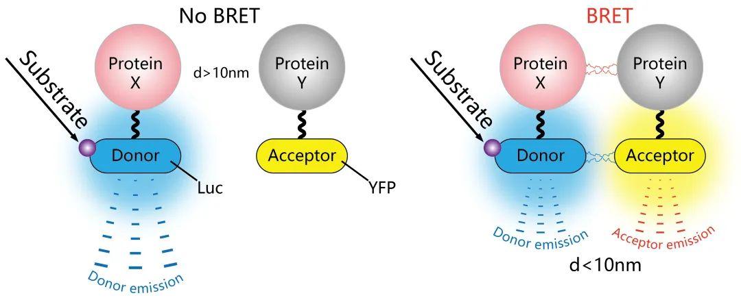 你会选择什么方法在植物中研究蛋白互作？ - 知乎