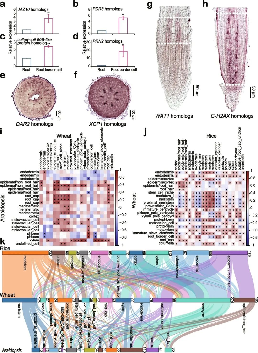 项目文章 | Genome Biology （IF: 17.902）单细胞多组学助力于面包小麦根的不对称基因转录研究 - 知乎