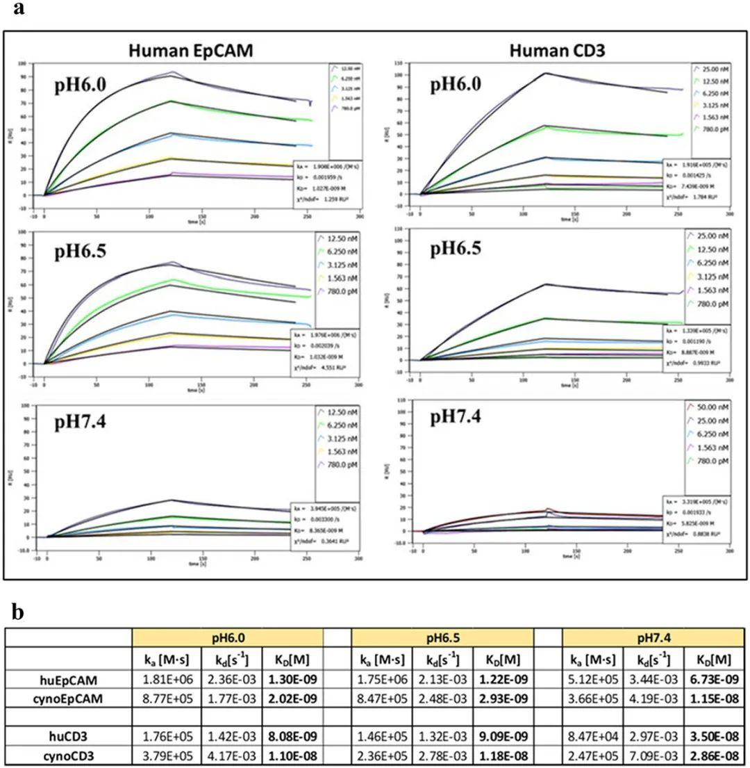 BioAtla条件性pH激活抗 EpCAM x CD3 双特异性抗体设计 - 知乎