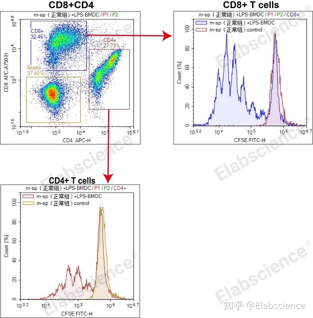 细胞功能 | CFSE检测细胞增殖的原理和注意事项全解析 - 知乎