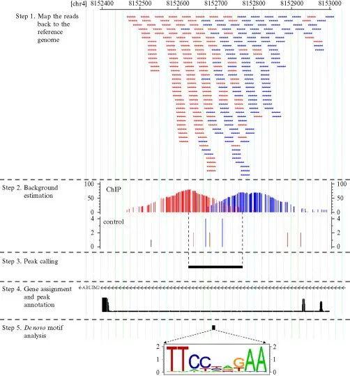 各种组学分析之：Chip-seq (一) - 知乎