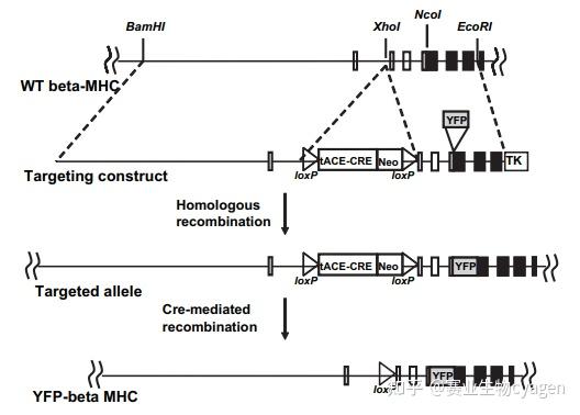 【每周一鼠】引起肥厚性心肌病的主要致病基因——Myh7基因编辑小鼠 - 知乎