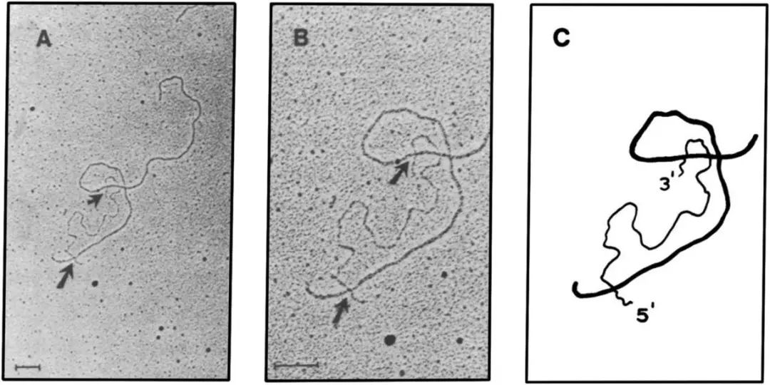 致敬Phillip Sharp和周芷——RNA splicing的发现史 - 知乎