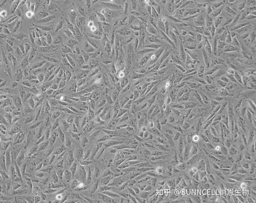 H9c2(2-1)(大鼠心肌细胞)培养教程 - 知乎