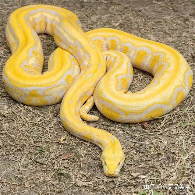 世界上最大的蟒蛇是什么？它们分别有哪几种？ - 知乎