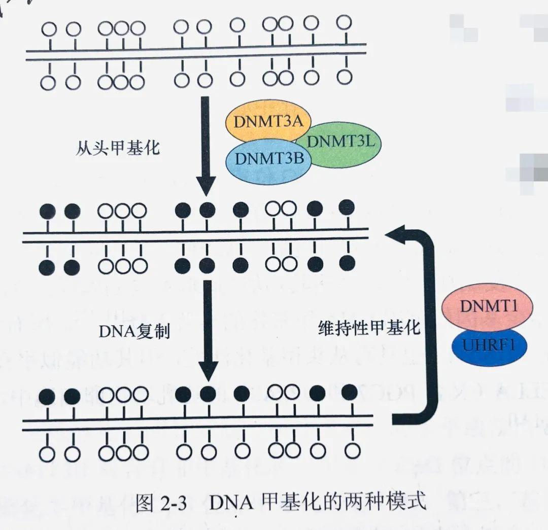 表观遗传 | DNA甲基化读书笔记 - 知乎